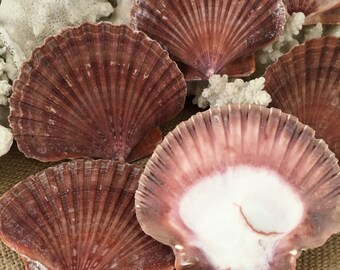 Beach Decor, Mexican Flat Scallop Shell, Scallop Shells, Craft Shells ...