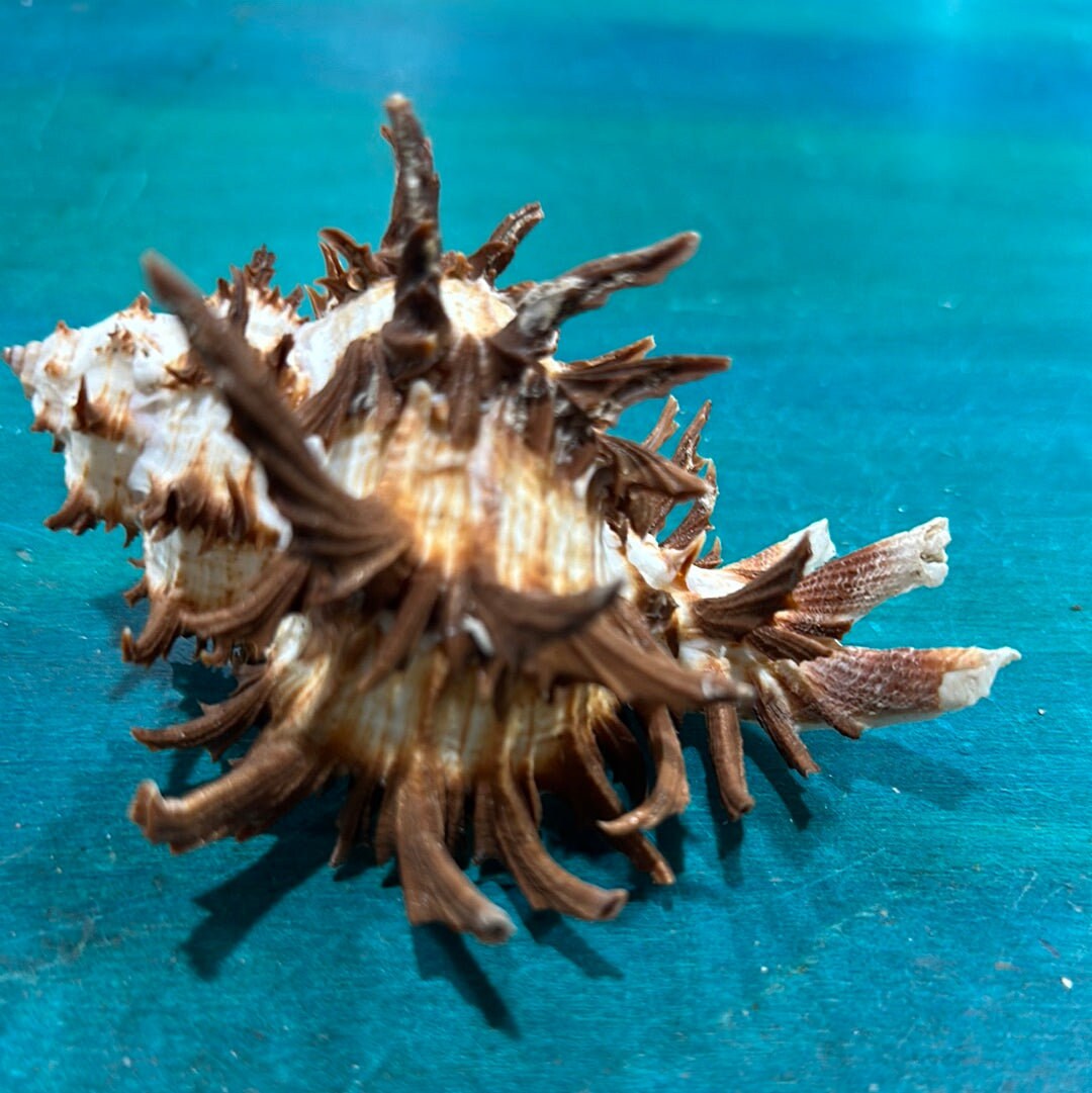 Black Murex Endive 4 Exact Shell Shown - Etsy