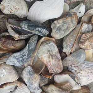 Texas Gulf Beach Collected Worn Turkey Wing Seashells Ark Shells DIY ...