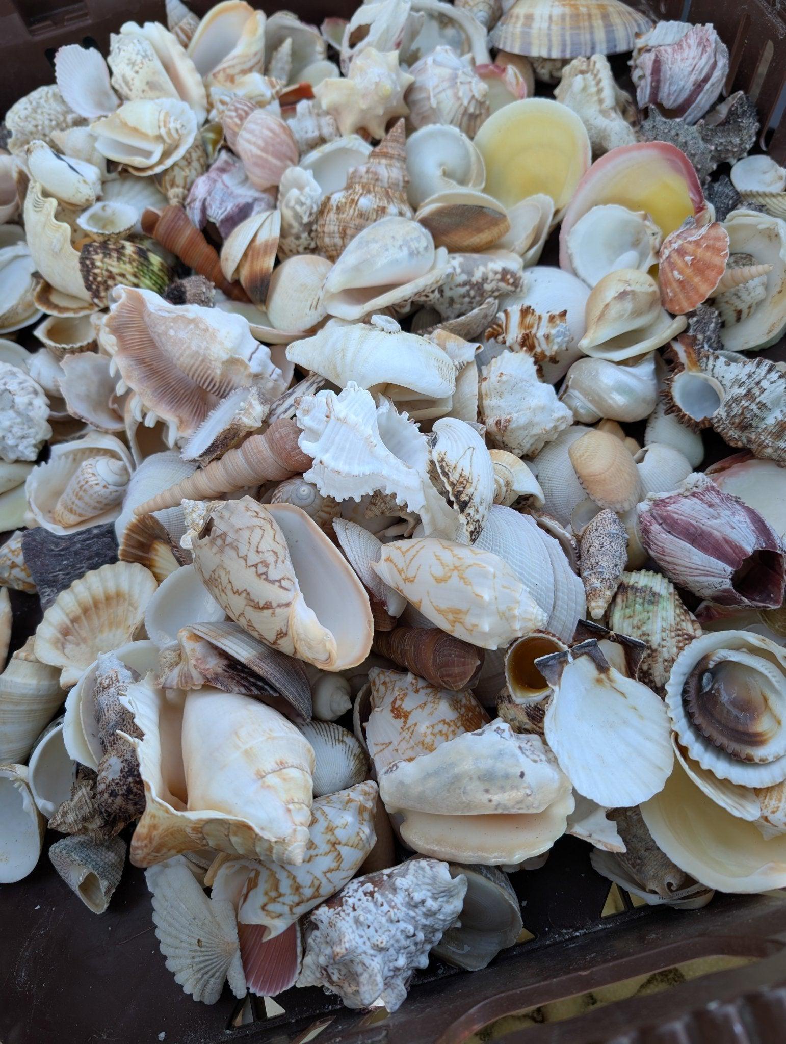 Assortment Mixed Shells Lot -natural Seashell Mix - Etsy