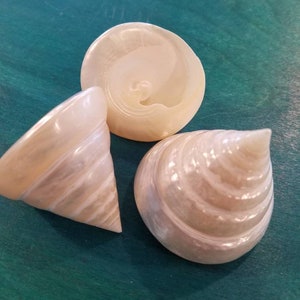 Large Pearl Trochus Troca Spiral Top Seashells Shells DIY - Etsy