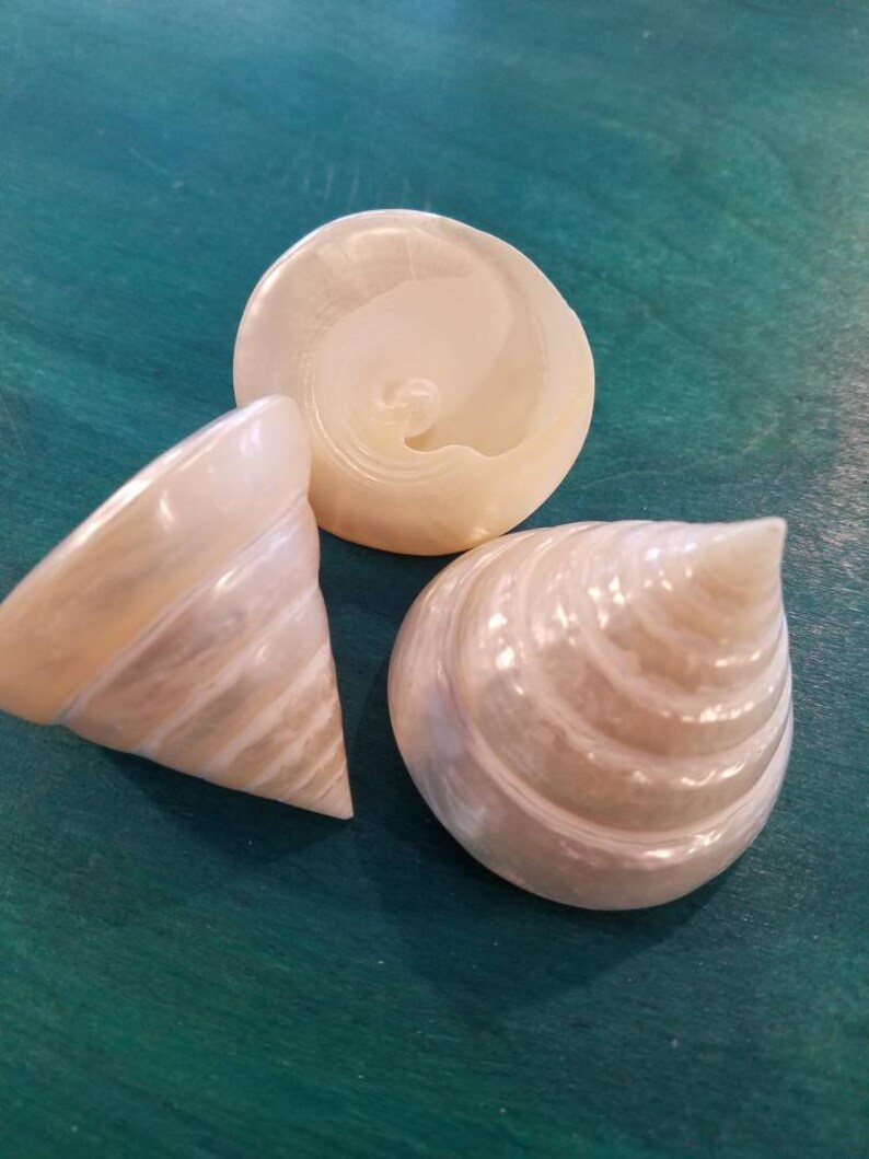 Large Pearl Trochus Troca Spiral Top Seashells Shells DIY - Etsy