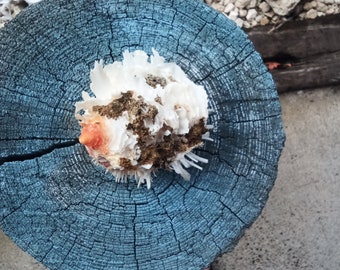 Vintage Spondylus Spiny Oyster Clam 4.5 Seashell Shell Sea Rare ...