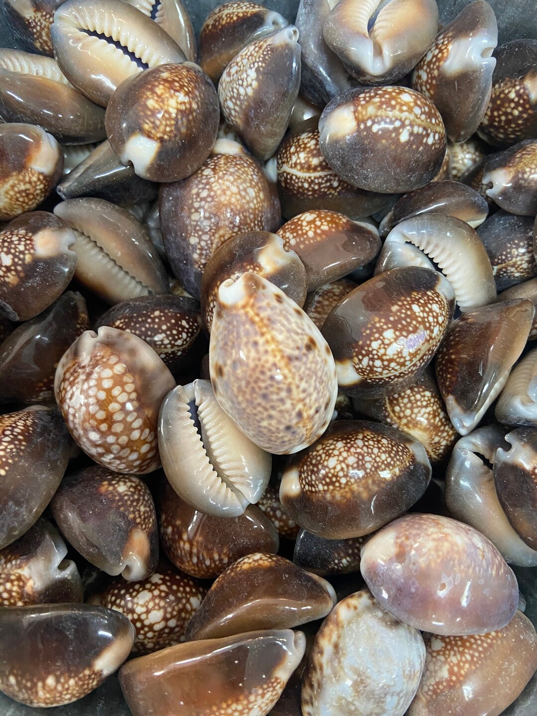 Snakehead Serpents Head Cowrie Cowry Shells Polished Rich Chocolate ...