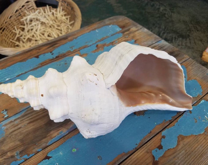 Collectors Large Horse Conch Seashell Display Collectible - Etsy