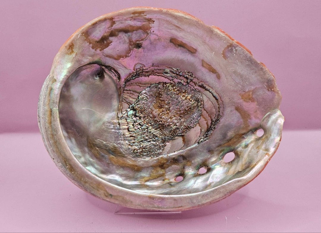 Raw Red Abalone Shell - 7"x5.8" Natural Shell for Décor, Smudging, and ...