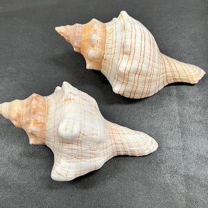 Fox Conch Shell - Etsy