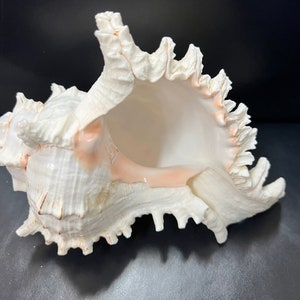 Extra Large Pink Murex Seashell Display Mantle Cabinet Unique Authentic ...