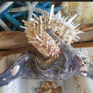 Hammer Wing Oyster Spondylus Clam Shell Spike Natural Mollusc Mollusk ...