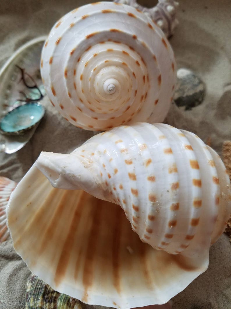 Large Spotted Tonna Tun Shell 3-4 Sea Snail Tessalota - Etsy