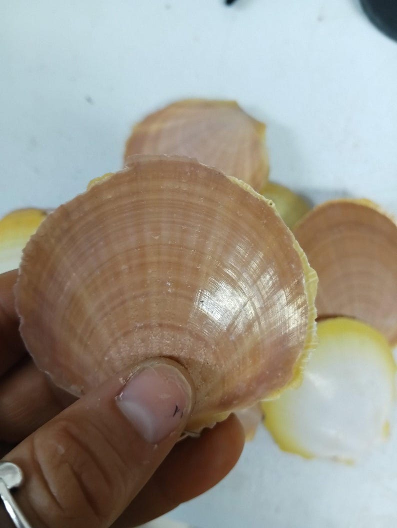 Non-edged Asian Moon/sun Scallop Pairs (amusium Pleuronecte) - Etsy