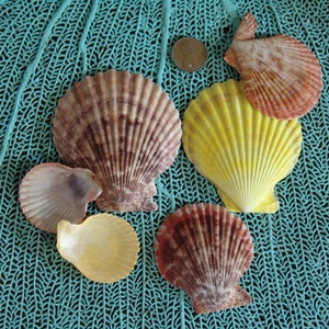 Bright Tropical Scallop Pectin Nobilis Shells Seashells - Etsy