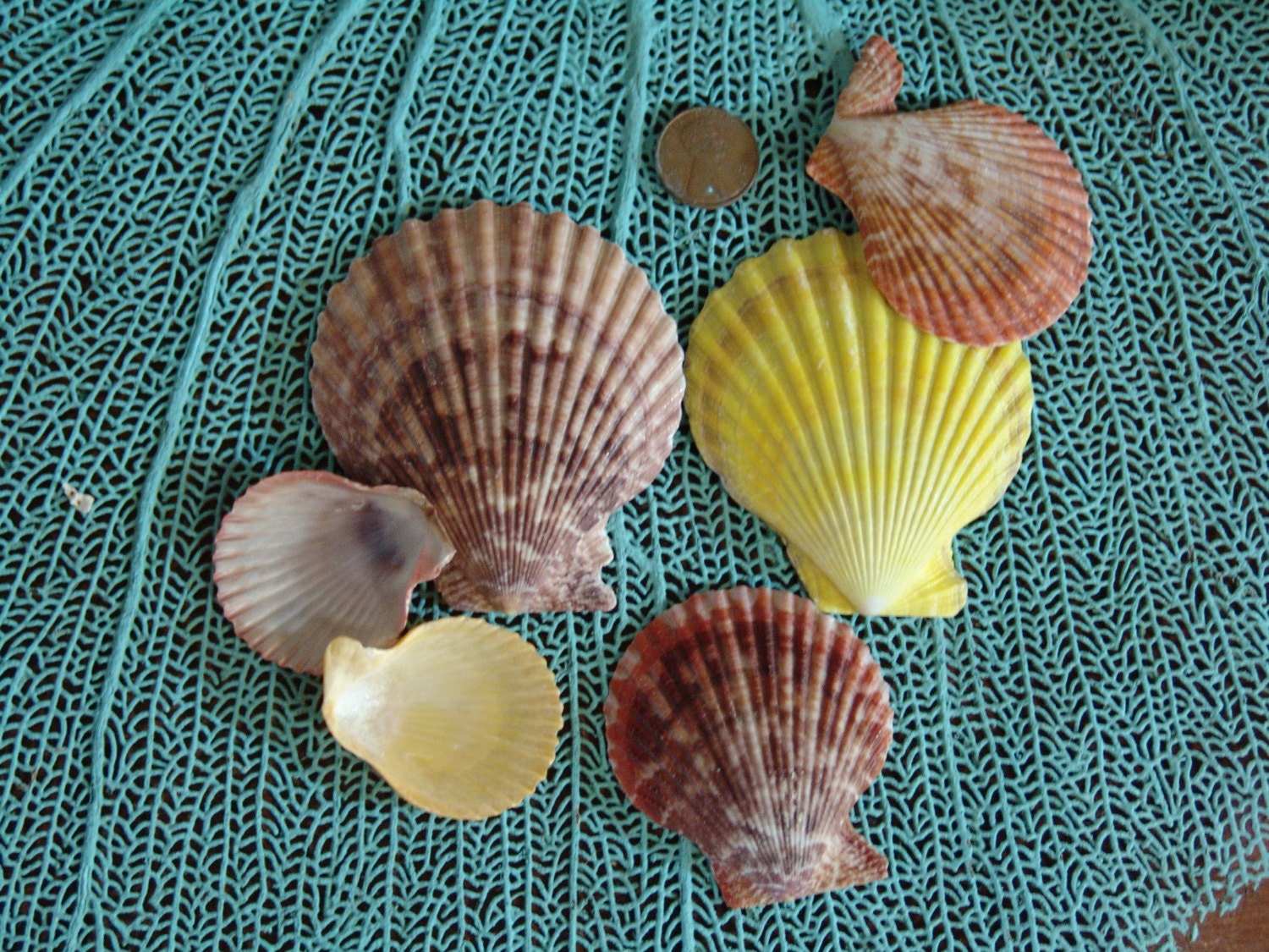 Bright Tropical Scallop Pectin Nobilis Shells Seashells | Etsy