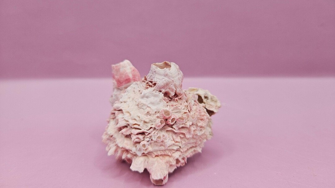 Barnacle With Yellow Jewel Box Shell – Gulf of Mexico (2.3"x2.2") - Etsy