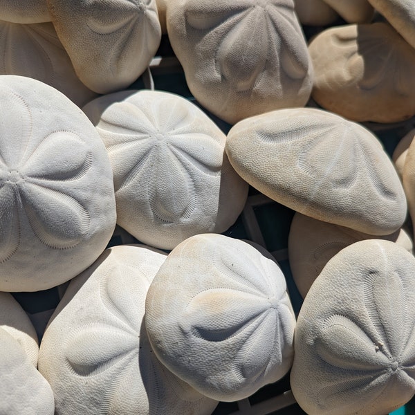 Sand Dollar - Etsy