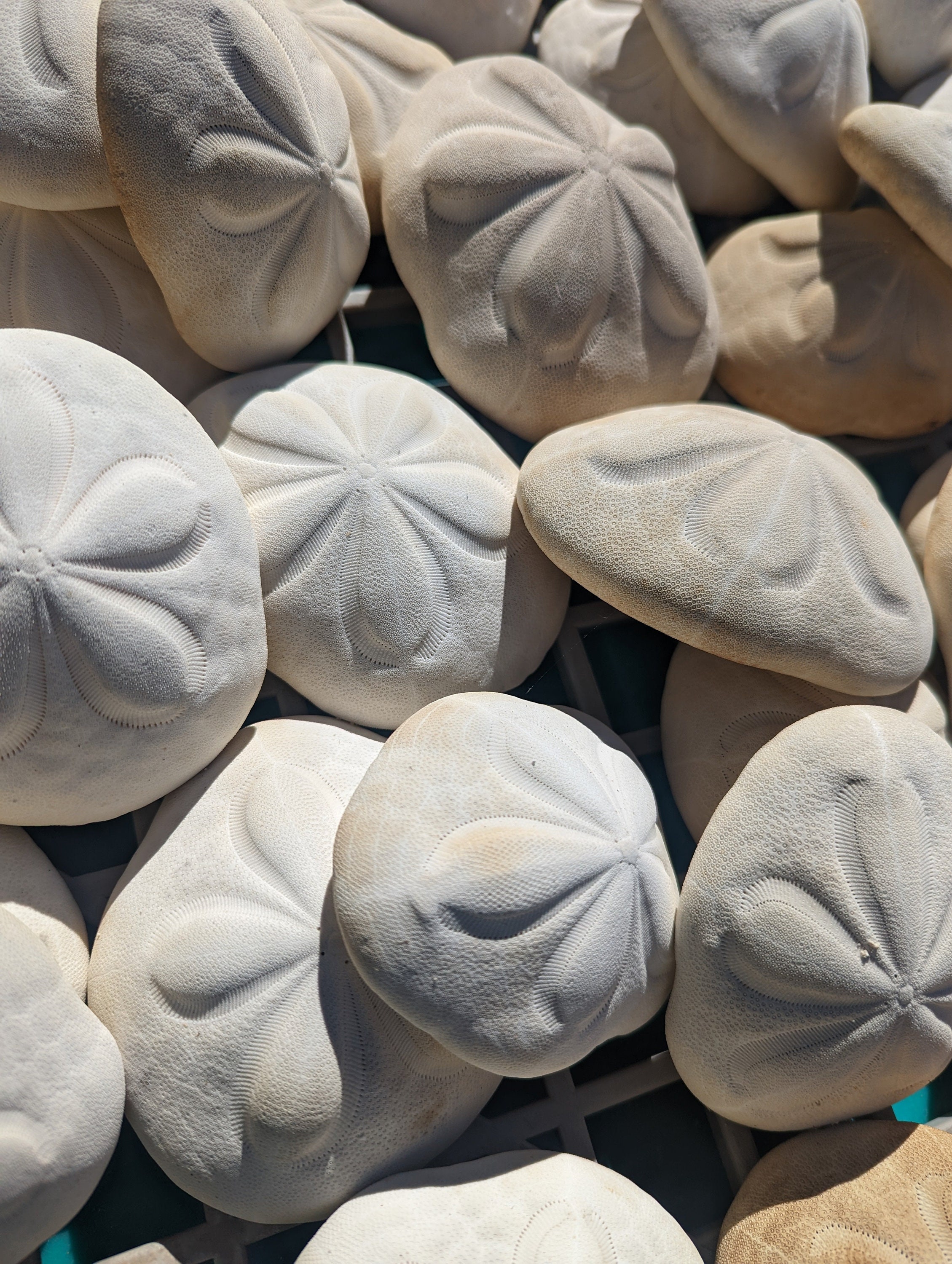 Unbleached Sea Biscuits Puffer Thick Sand Dollar - Etsy
