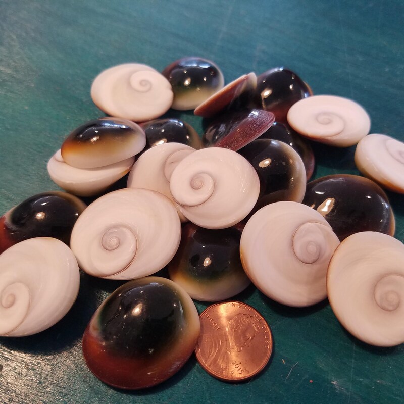 Operculum Shell - Etsy