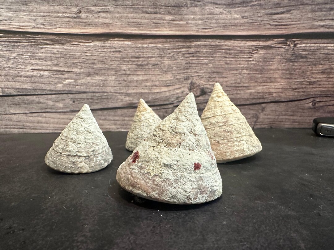 Calcium Covered Raw Commercial Top Shell - Etsy