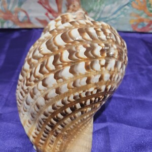 Triton Trumpet Charonia Variegata Display Shell 11 Exact Shell Shown - Etsy