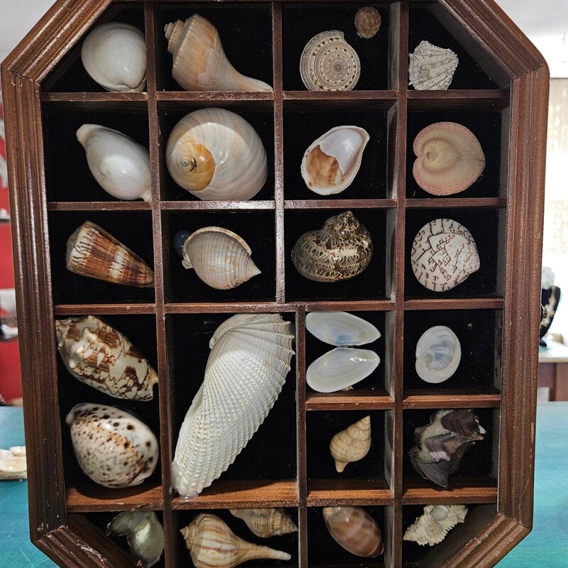 Seashell Shadow Box - Etsy