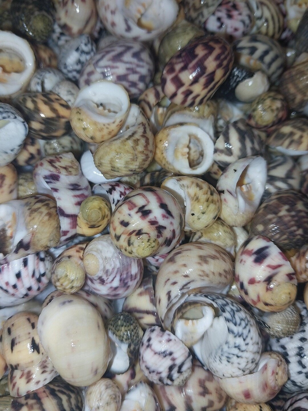 Bleeding Tooth Shells (nerita Peloronta) - Etsy