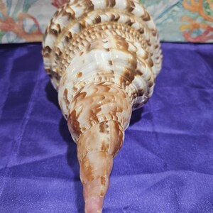 Triton Trumpet Charonia Variegata Display Shell 11 Exact Shell Shown - Etsy