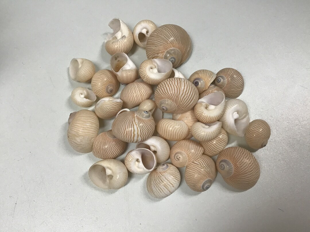 Natica Lineata Moon Snails Whale Eye Stripped Brown Shells - Etsy ...