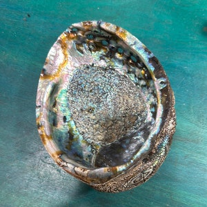 Natural Green Abalone Shell 7.5 Exact Shown - Etsy