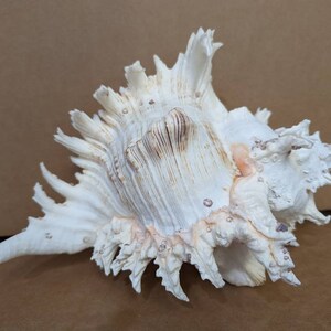 Natural 10-11 Murex Ramosus Conch Operculum Barnacle - Etsy
