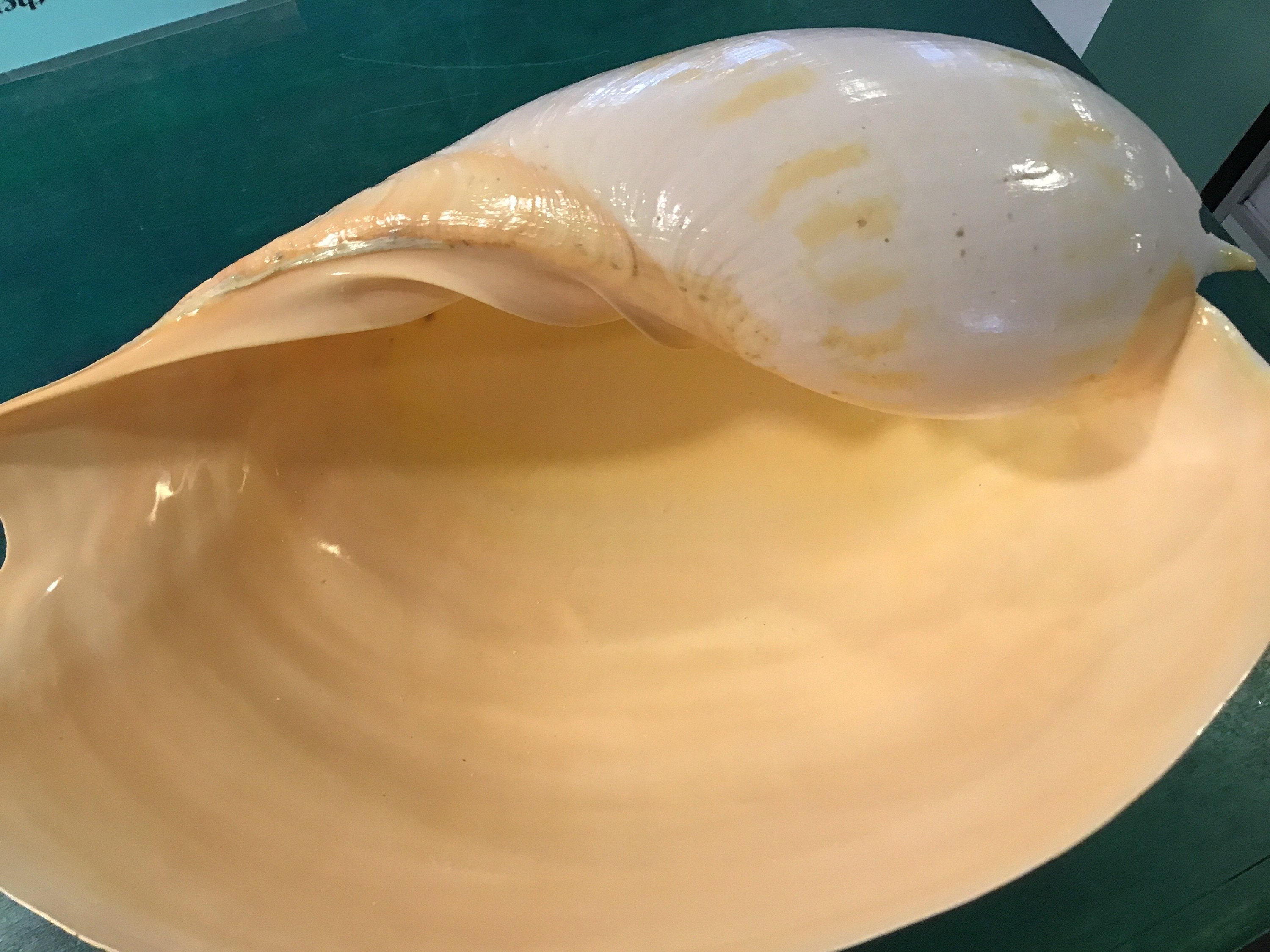 Rocks & Geodes Home & Living RARE Collectors Concave Crown Vintage ...