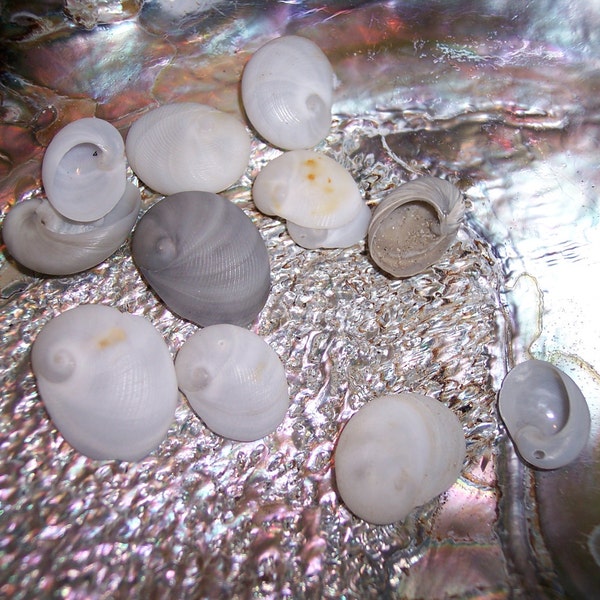 Off White Shell - Etsy