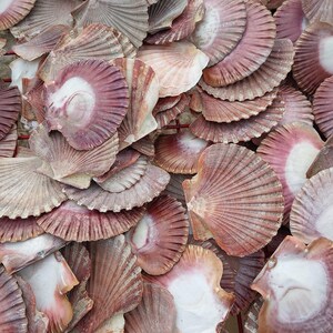 Raw Mexican Flat Scallop Shells - Etsy