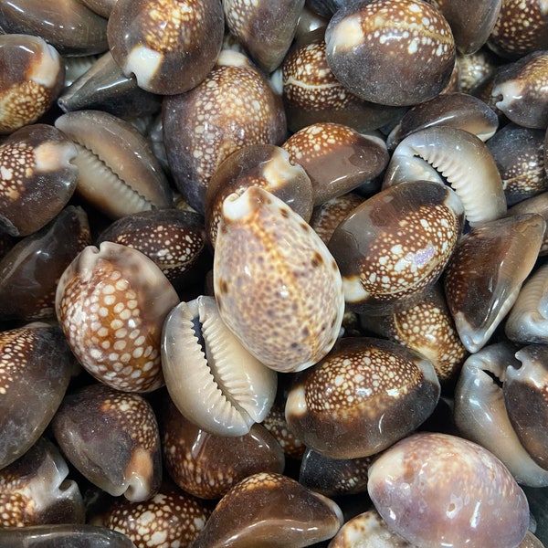 Seashell Crafts - Etsy