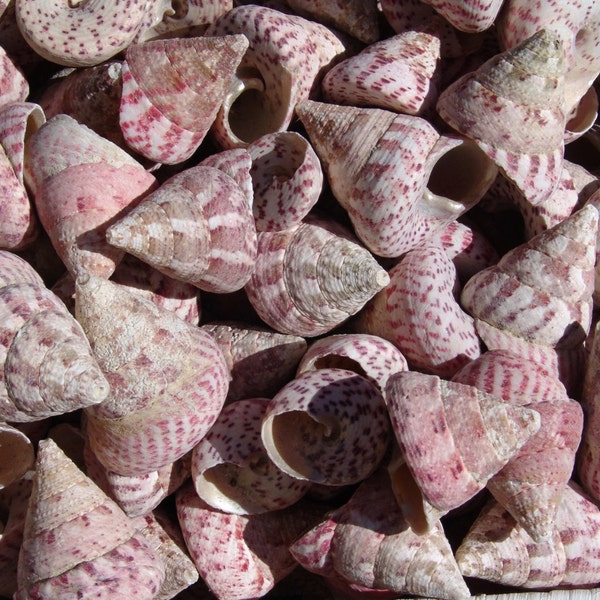 Trochus Shell - Etsy