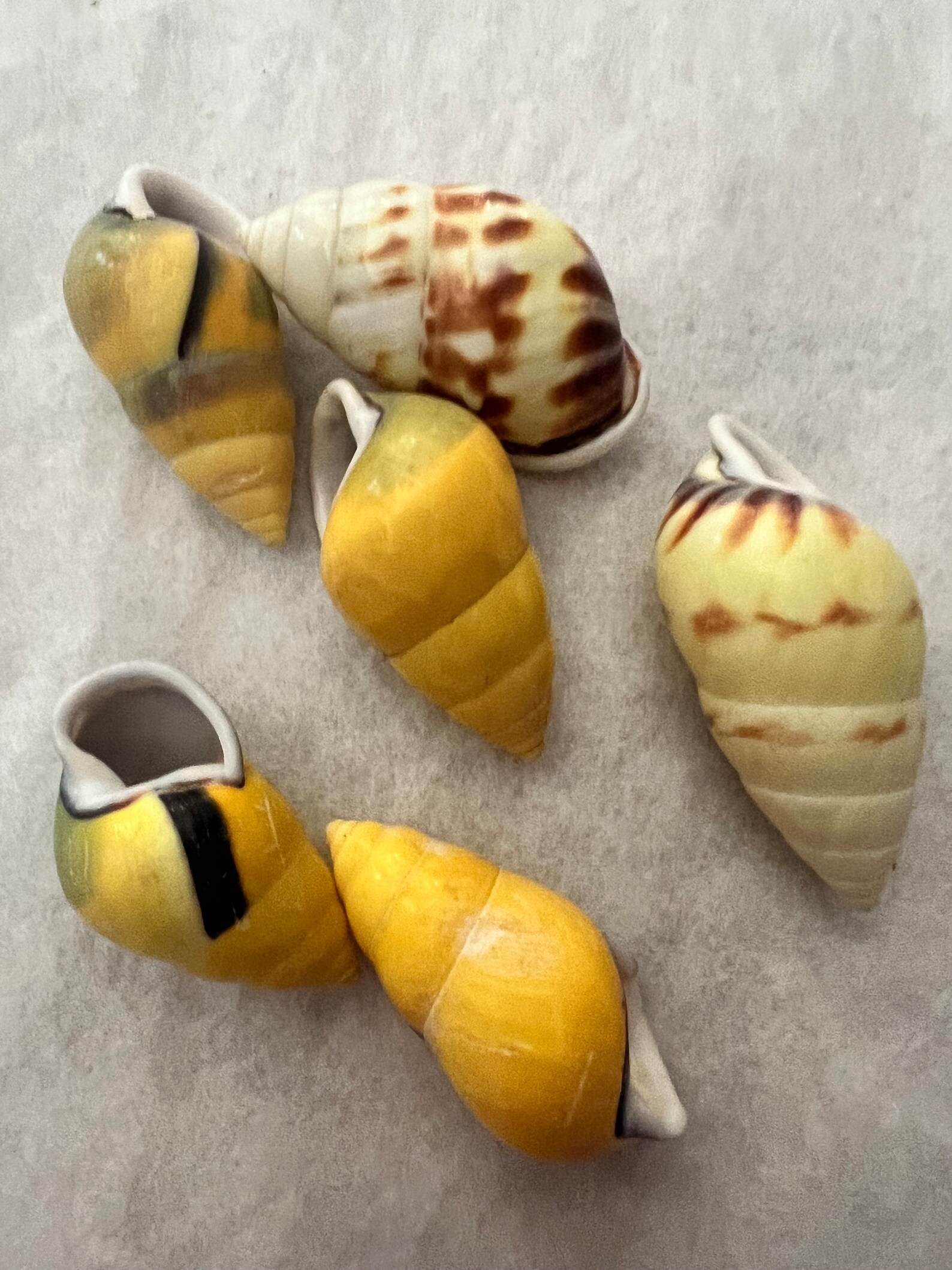 Bright Yellow Striped Land Snail Shells Fun Bright Fairy - Etsy