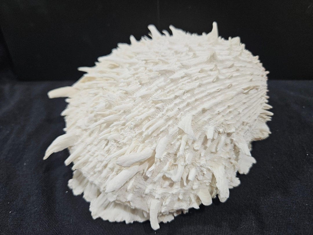 Spondylus Shell Pair - Exact Shell Shown - Etsy