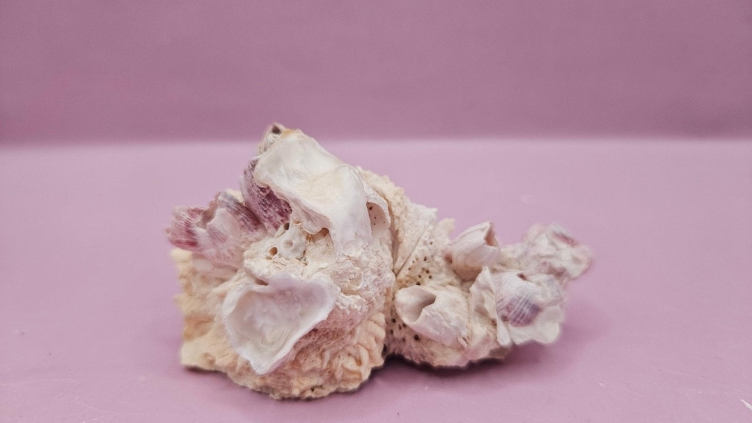 Barnacle With Yellow Jewel Box Shell – Gulf of Mexico (3.3"x2) - Etsy