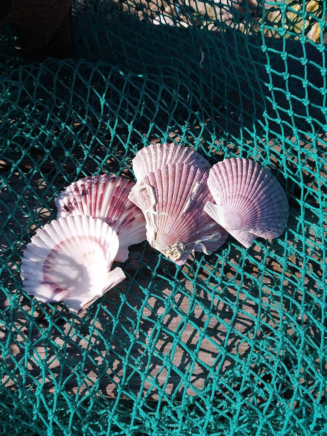 Purple Scallop Shells (argopecten Purpuratus) - Etsy