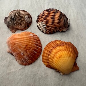 Orange Calico Scallops Pectin Shells Seashells Bright Tropical Coastal ...