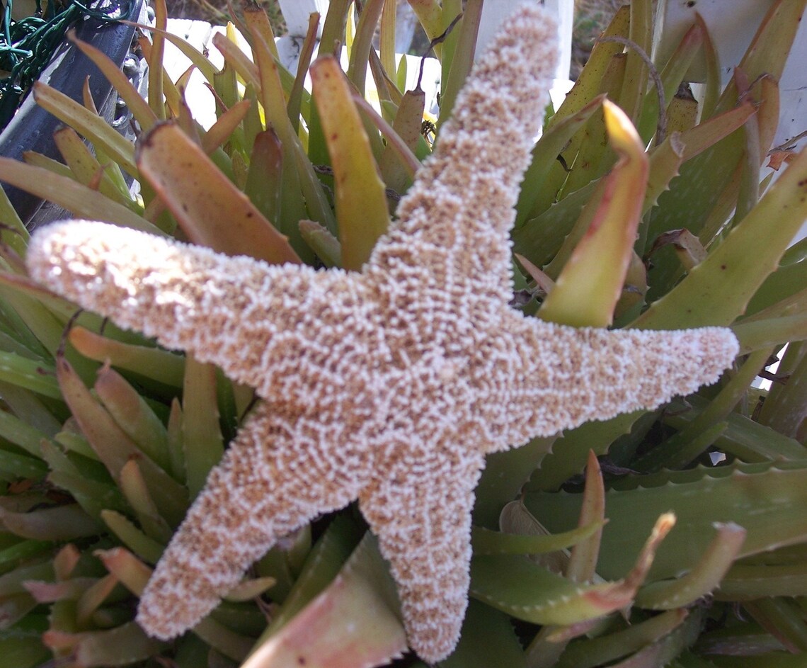 Natural Tan Sugar Starfish Large 8-10 FREE SHIPPING | Etsy