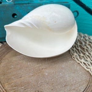 Giant Indian White Melon Volute Shell - Etsy