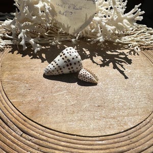 Ivory Cone- Set of 2 With Documentation Perhentian Island - Etsy