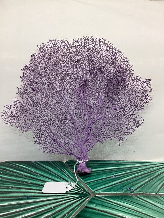 Diy Sea Fan Art