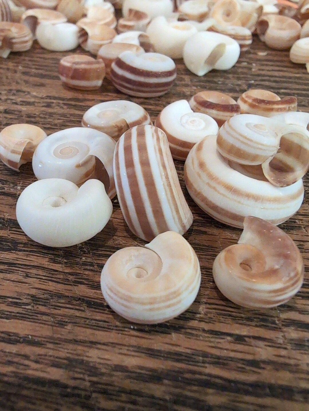 Small Rams Horn Shell - Etsy