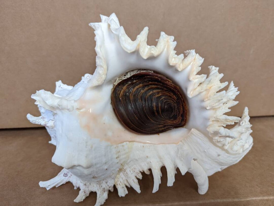 Natural 10-11 Murex Ramosus Conch Operculum Barnacle - Etsy