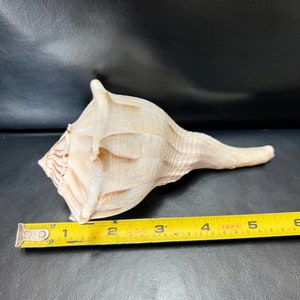Lightning Whelk 5-6 Shells Left Handed Sinistral Seashells State of Texas Shell Stripped Spiral ...