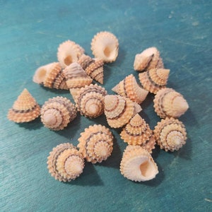 Coronate Periwinkle Snail Seashells Spiral Top Orange Striped Prickly ...