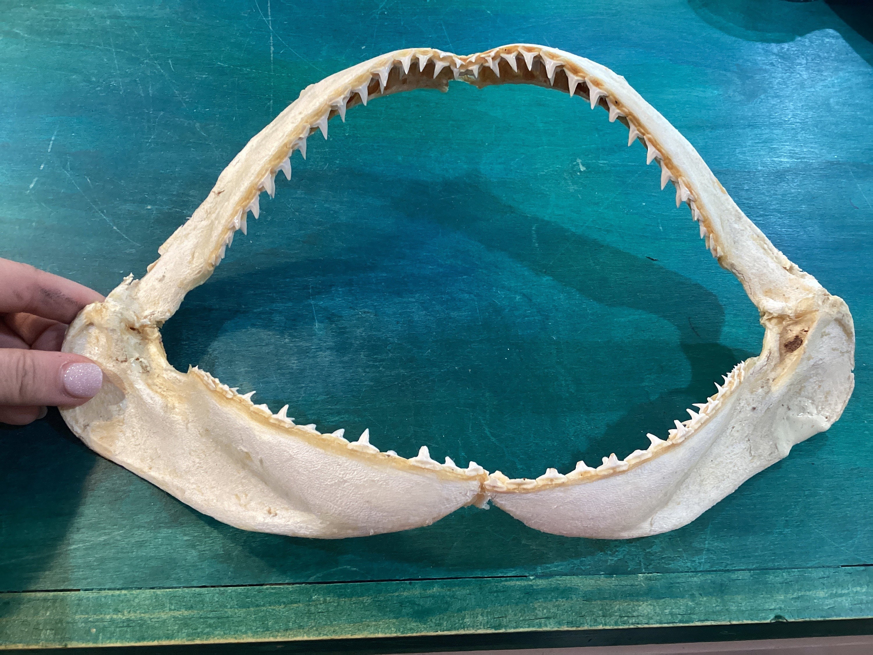 Lemon Shark Teeth