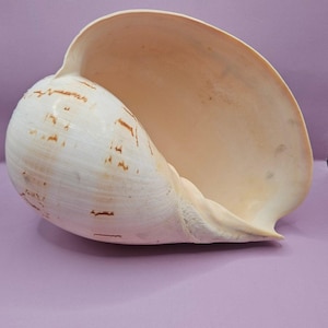 Giant Philippines Crowned Baler Melon Shell - 10" Natural Coastal Decor ...
