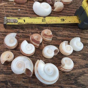 Small Rams Horn Shell - Etsy